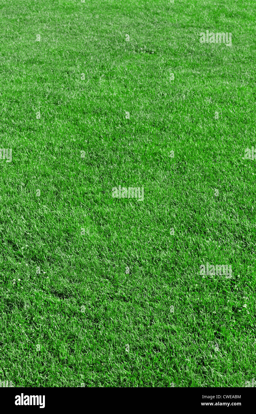 Beautiful green grass - vertical field shot with selective focus Stock ...