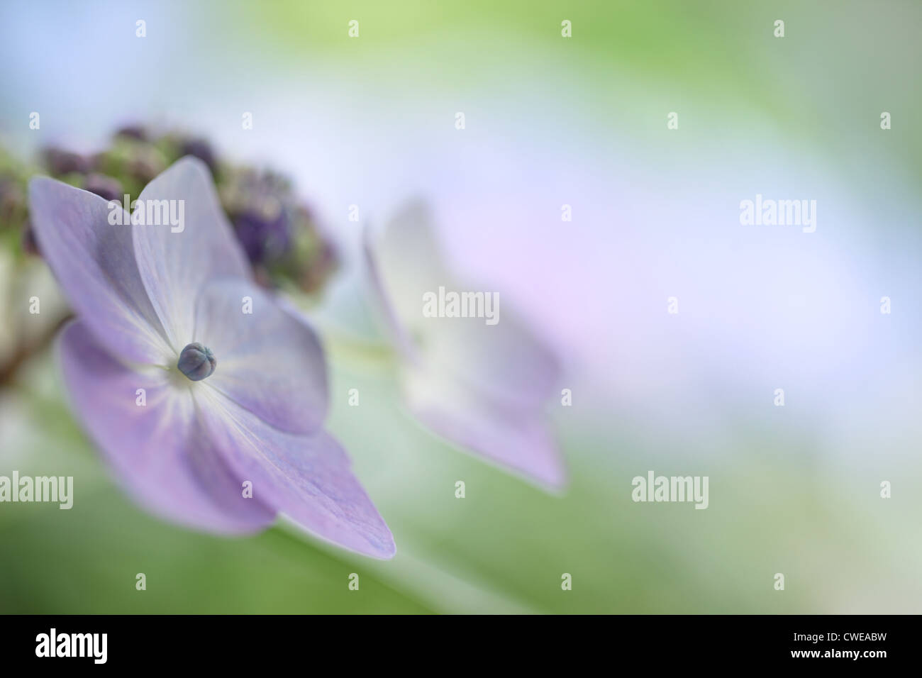 Close-Up Of Hydrangea Flower Stock Photo - Alamy