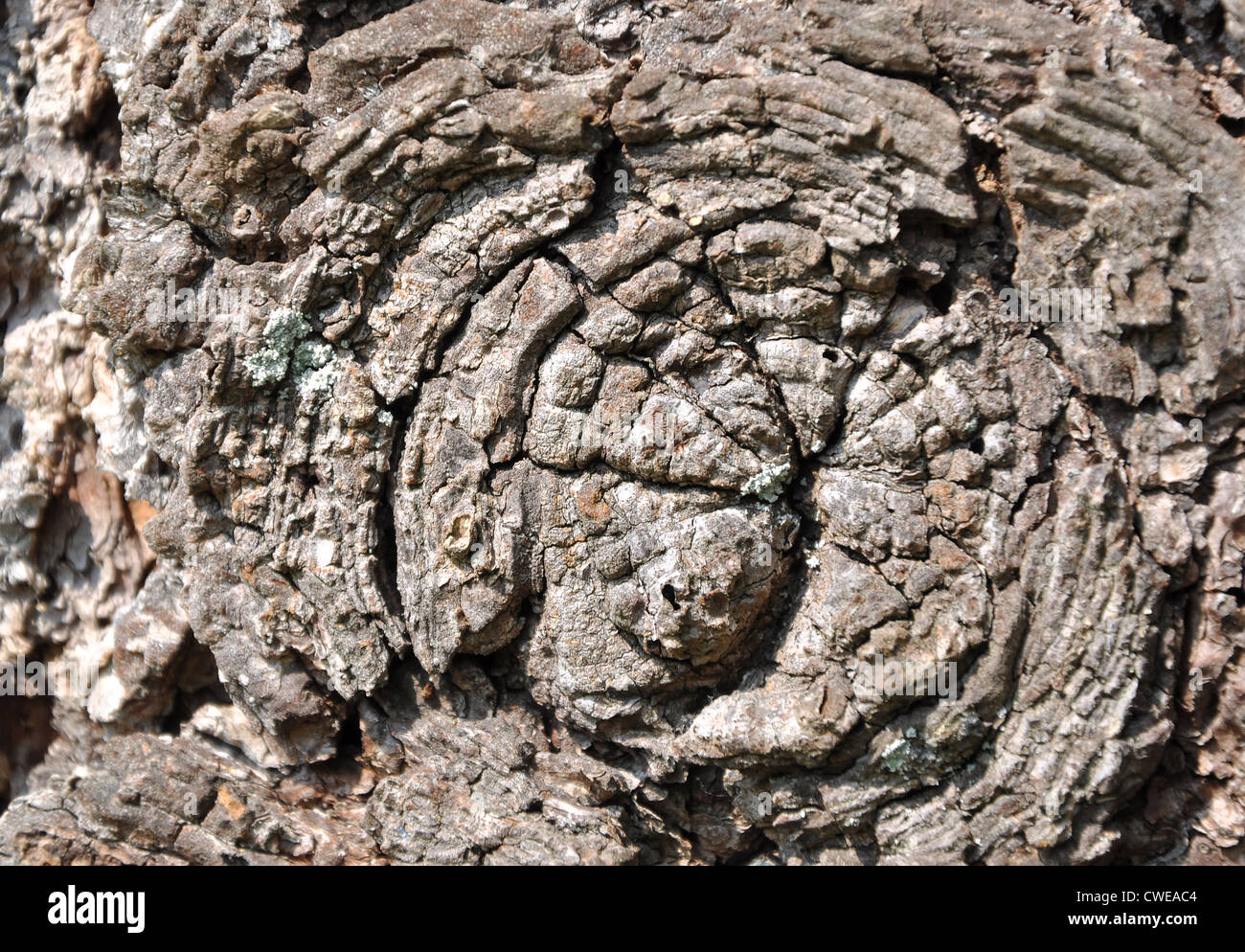 Close-up tree rings background Stock Photo - Alamy