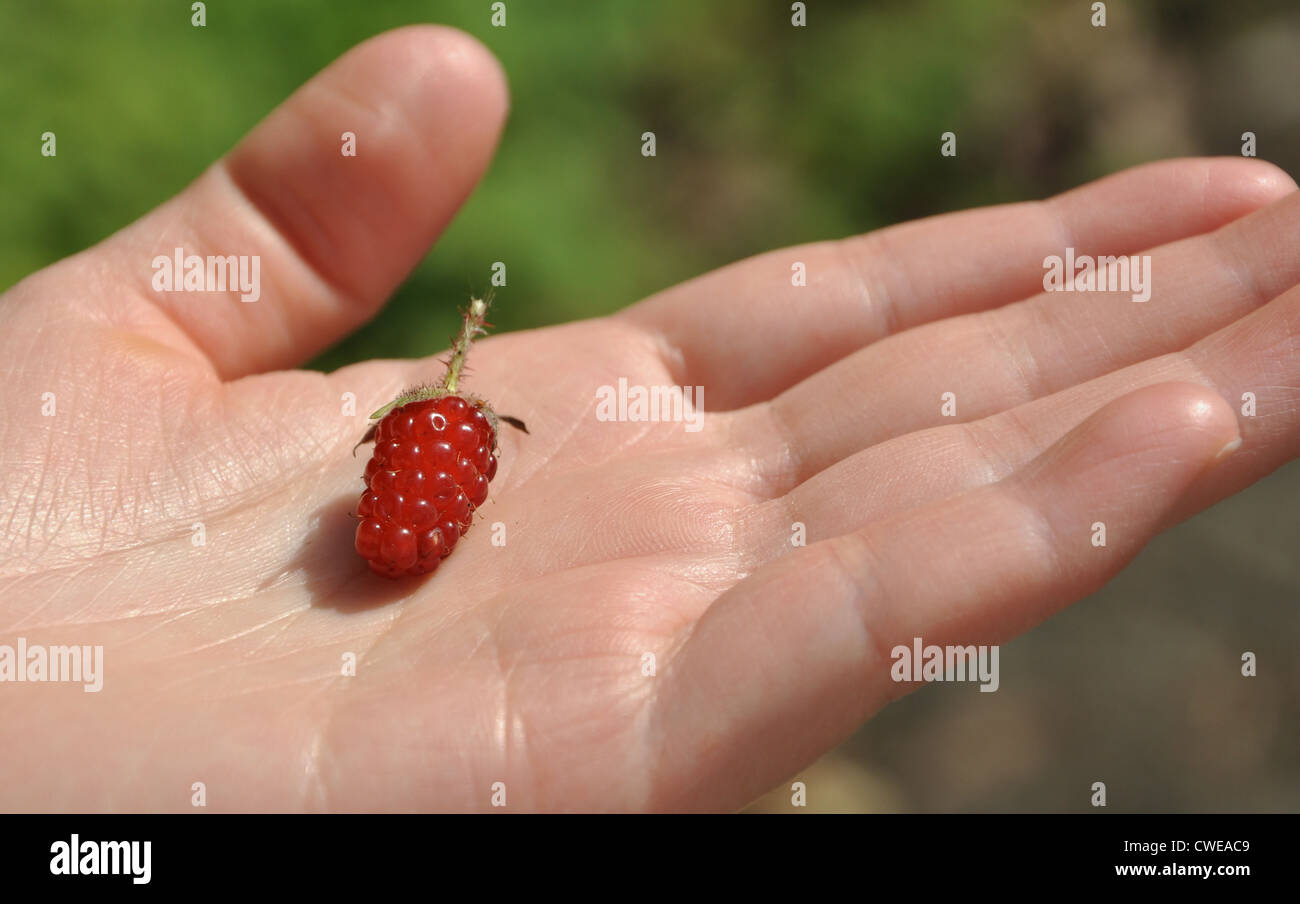 Ripe red wild raspberries on hand Stock Photo - Alamy