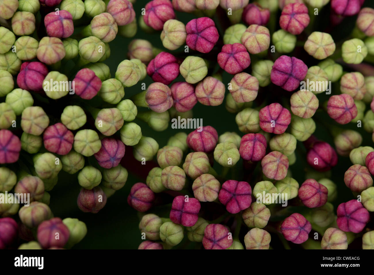 Close-Up View Of Buds, Background Stock Photo - Alamy