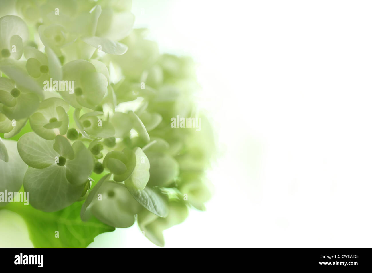 White Hydrangea Cluster Stock Photo - Alamy