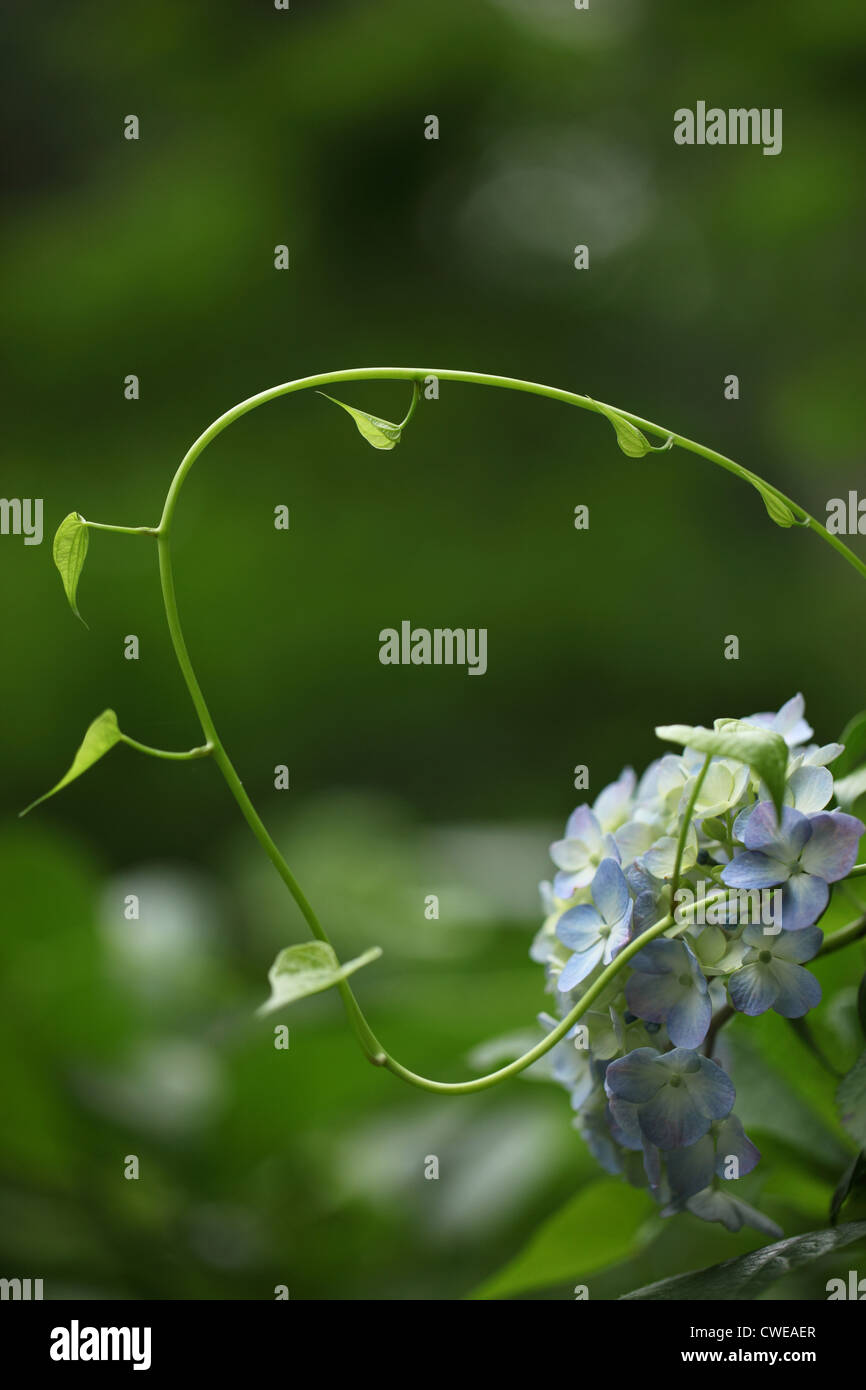 New Plant With Leaves And Flowers Stock Photo - Alamy