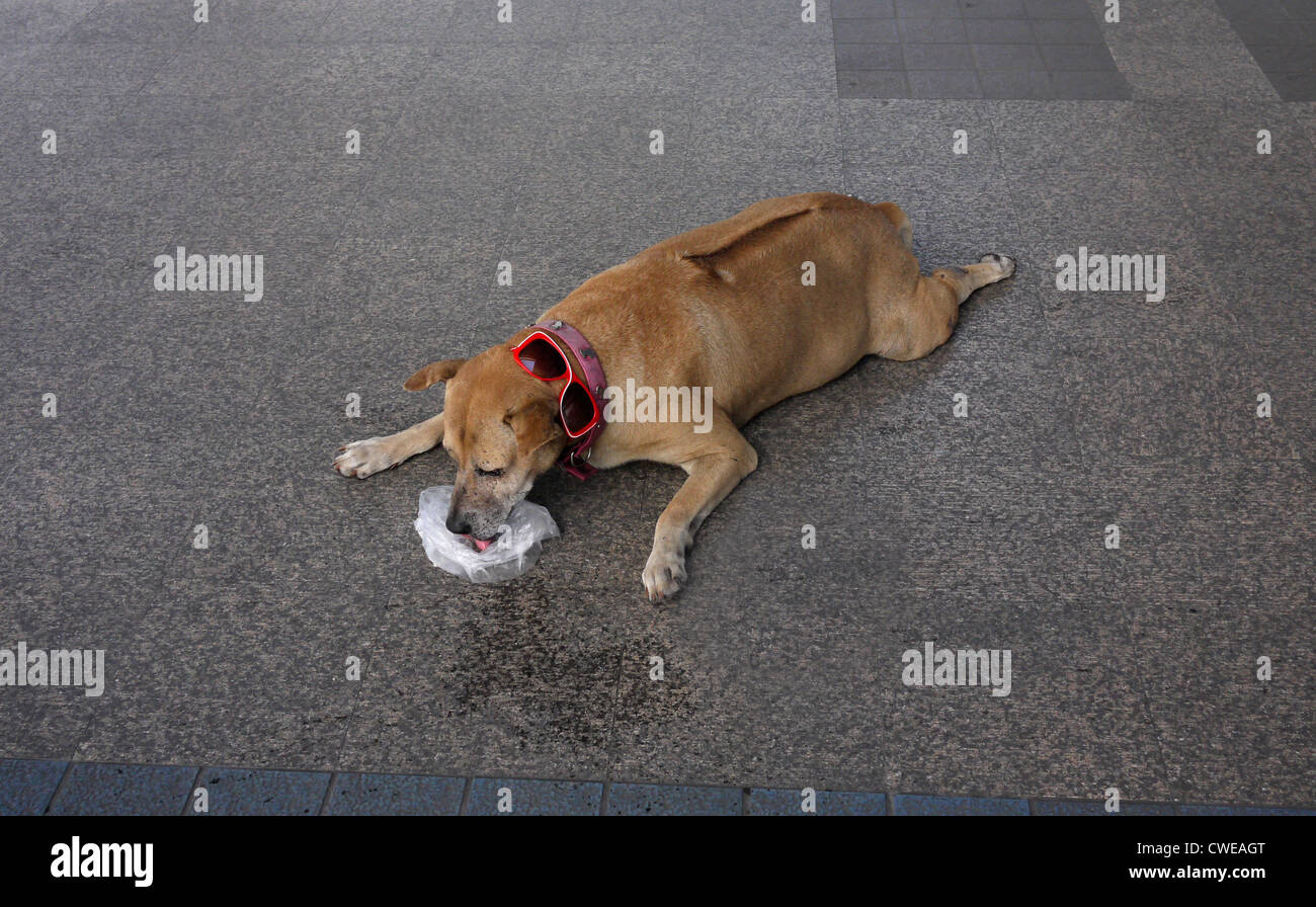 Sprawling Fat Dog drinking water from a polythene bag Stock Photo - Alamy