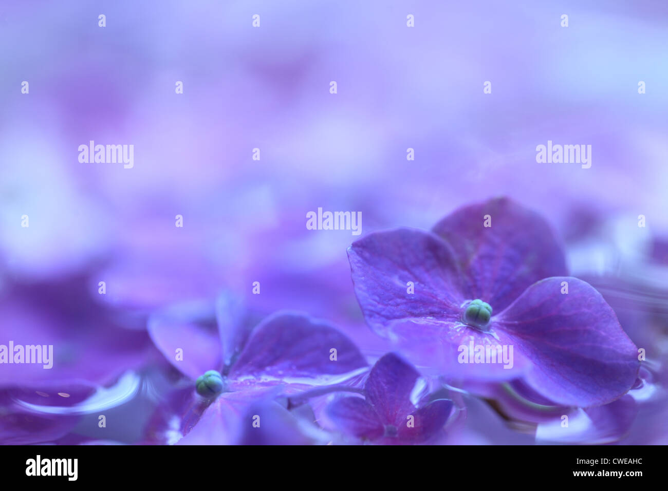 Purple Hydrangea Flowers Stock Photo - Alamy