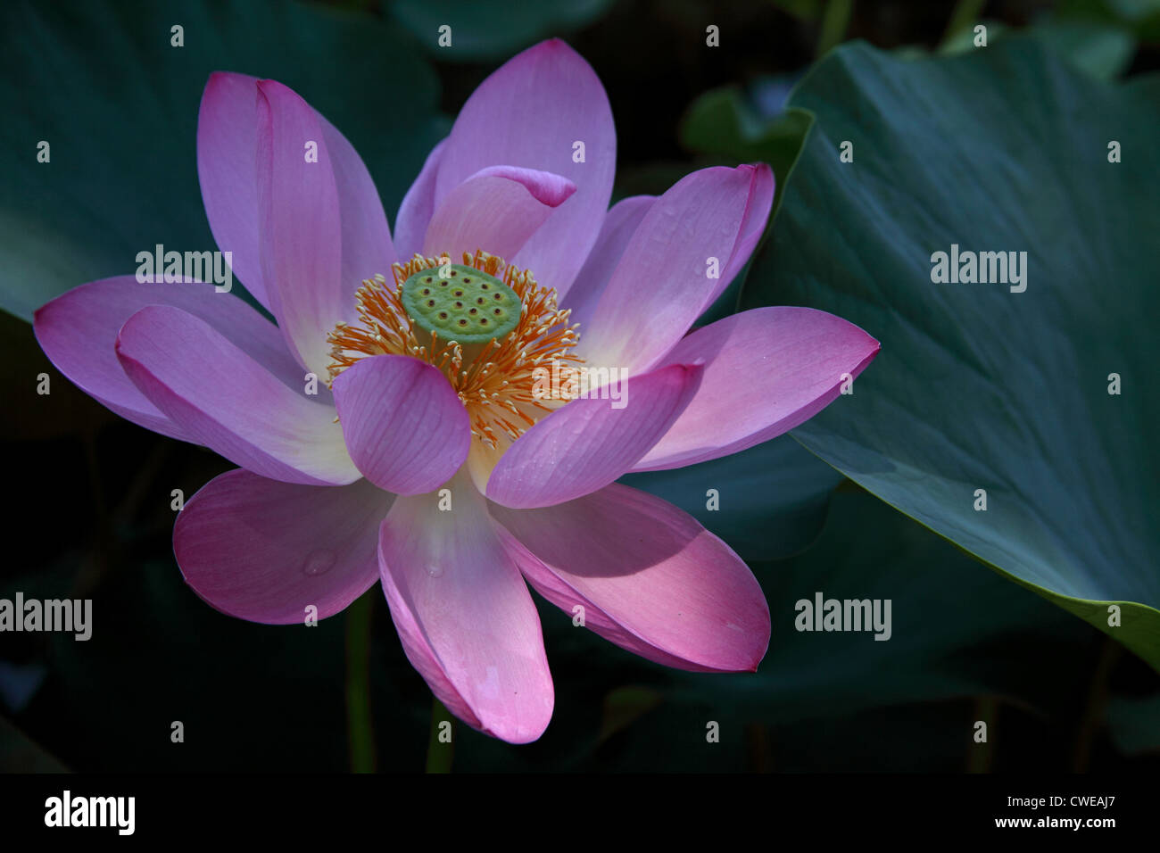 Shiny Pink Lotus Stock Photo - Alamy