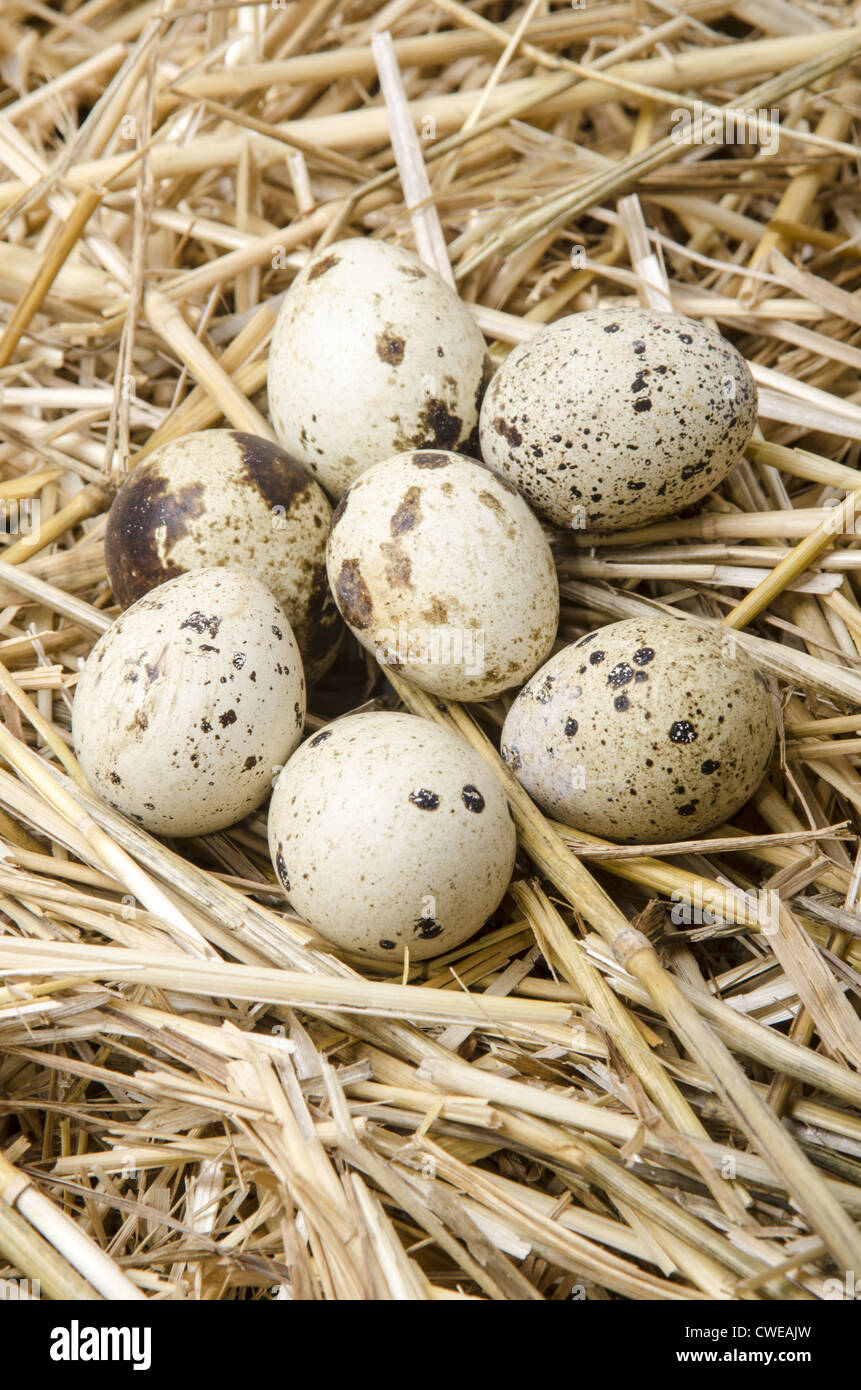 speckled quail eggs lie in the straw Stock Photo - Alamy