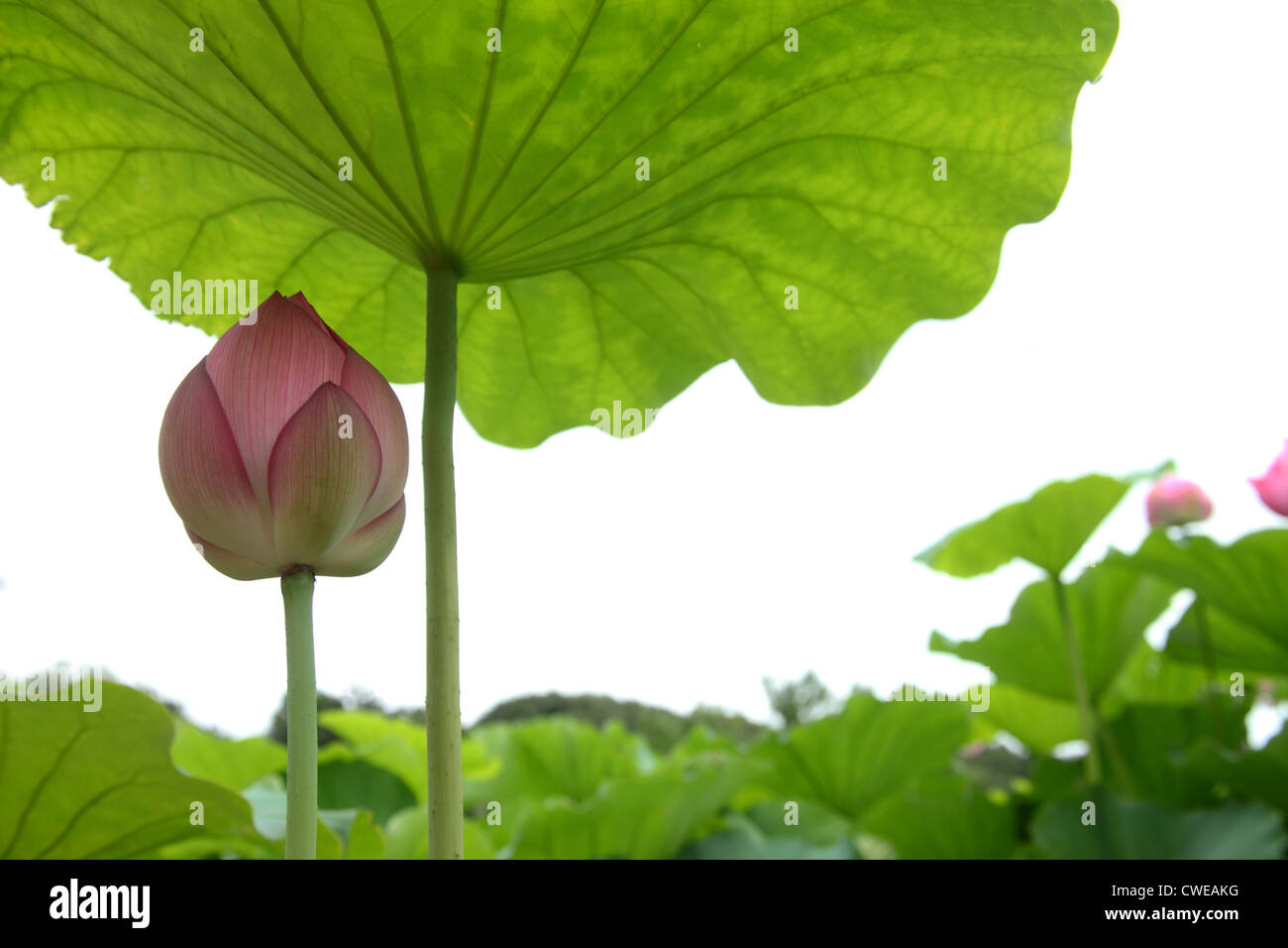 Fresh Lotus Flower Stock Photo - Alamy