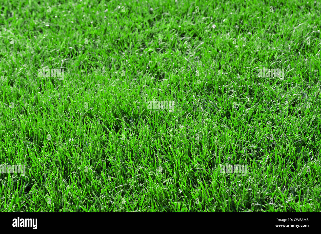 Beautiful green grass close-up - horizontal field shot with selective ...