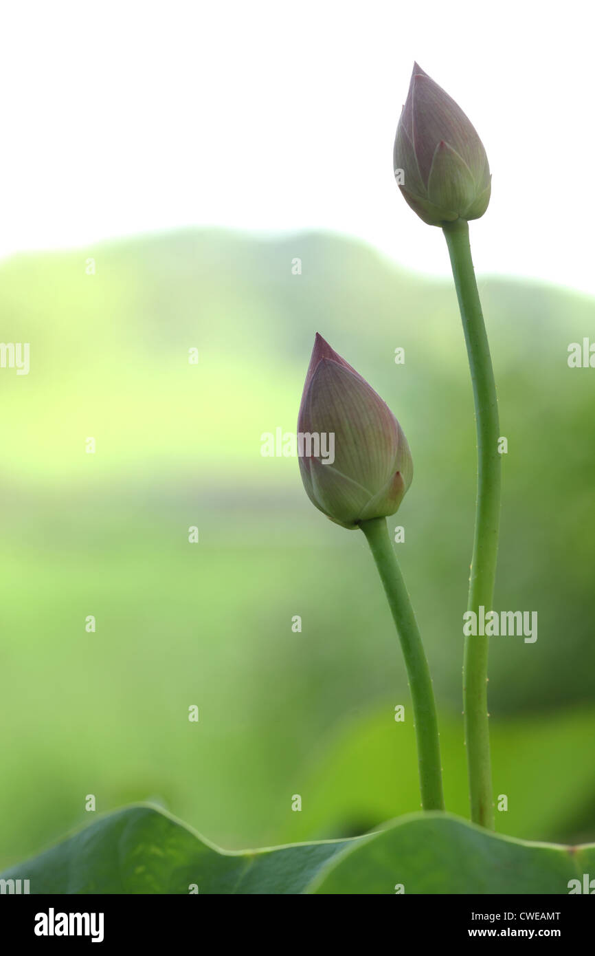 Lotus buds with stem hi-res stock photography and images - Alamy