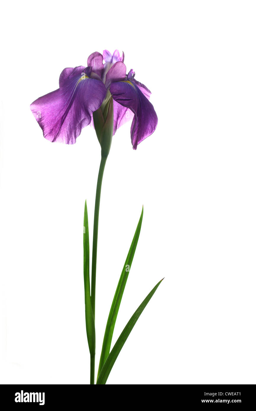 Purple Flower On White Background Stock Photo - Alamy