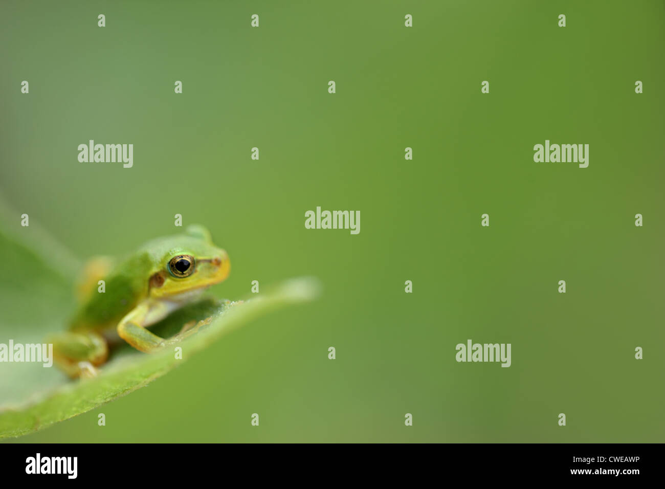 Tree Frog, Blur Stock Photo - Alamy