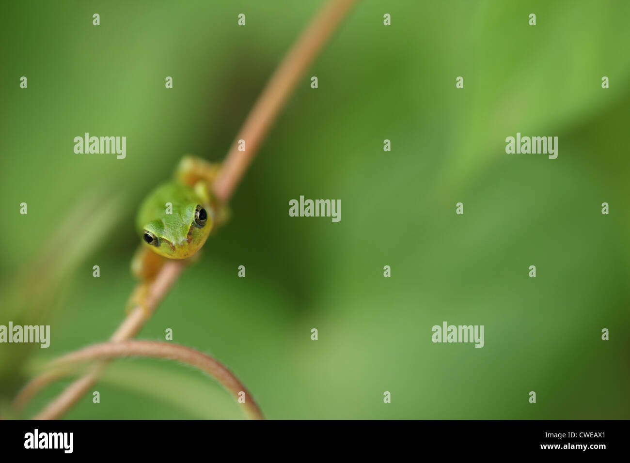 Tree Frog, Blur Stock Photo - Alamy