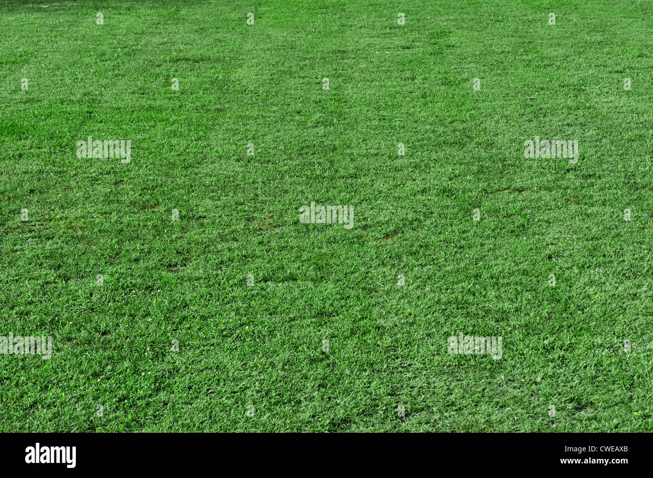 Beautiful green grass - horizontal field shot with selective focus ...