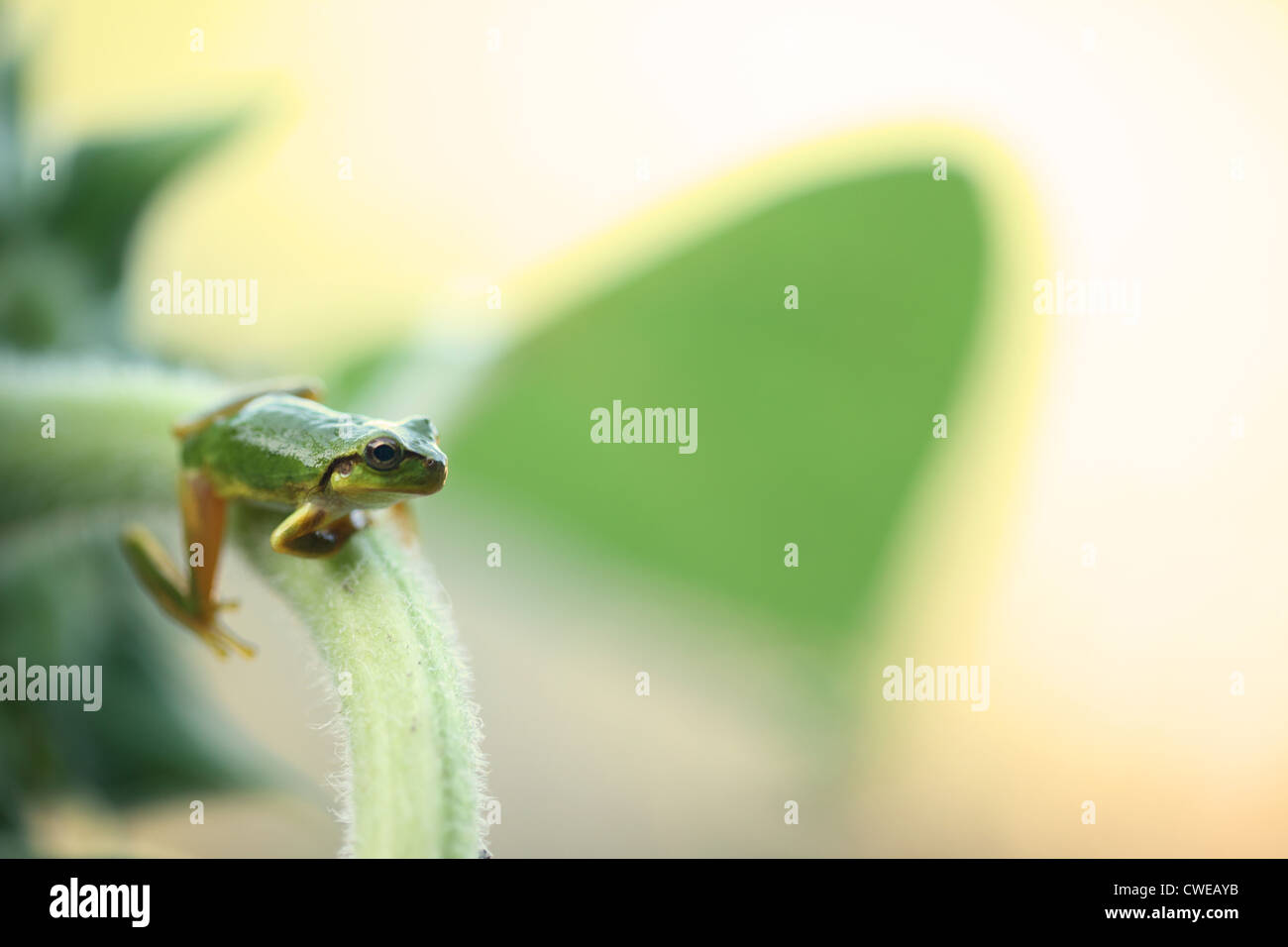 Tree Frog On Stem Stock Photo - Alamy