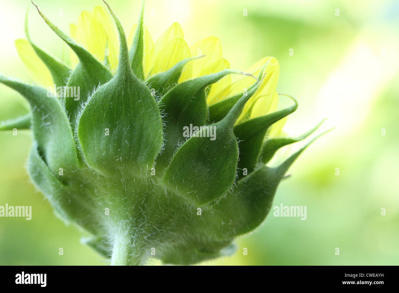 Close-Up View Of Flower Bud Stock Photo - Alamy