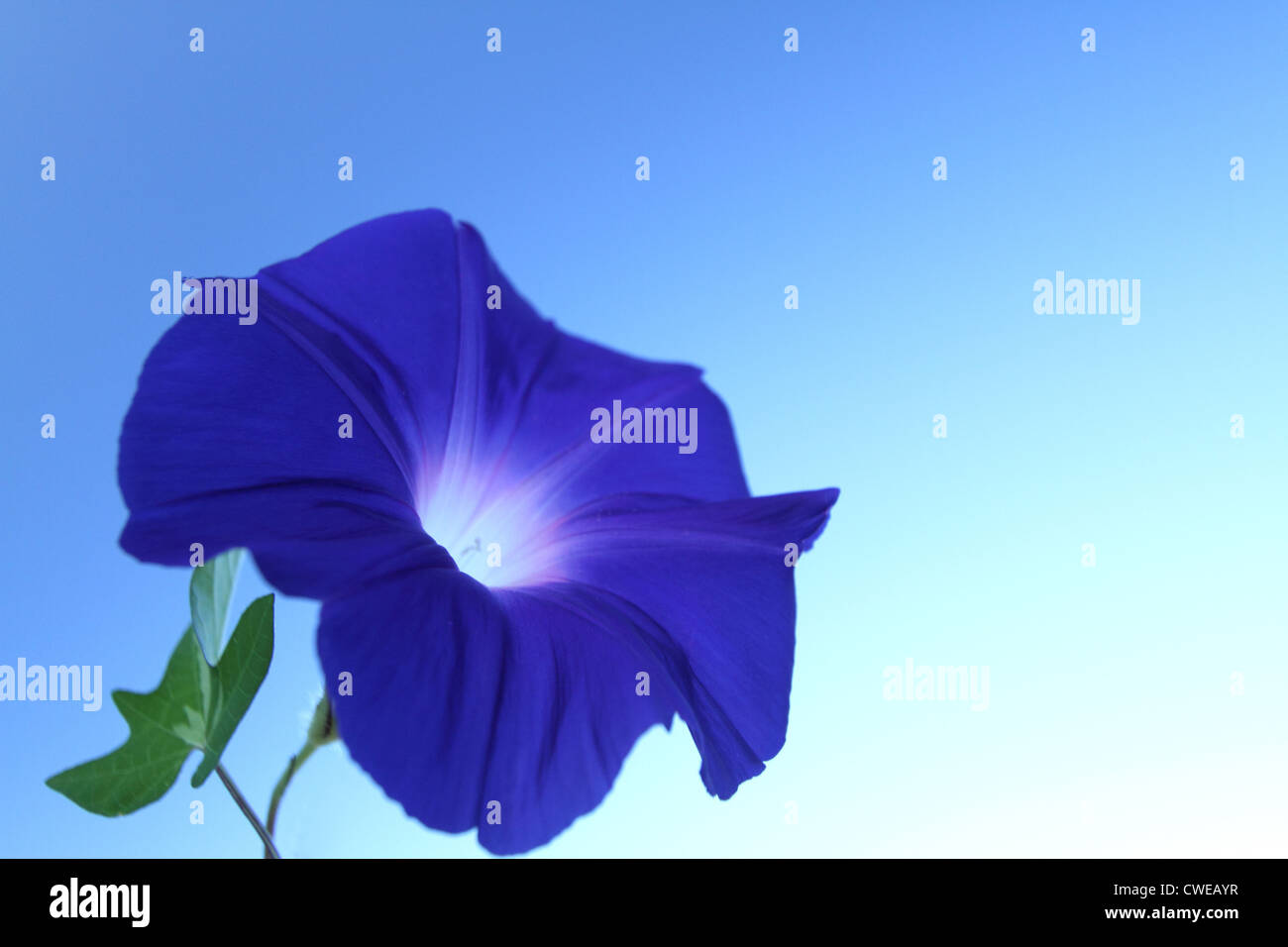 Close-Up View Of Shiny Blue Flower Stock Photo - Alamy