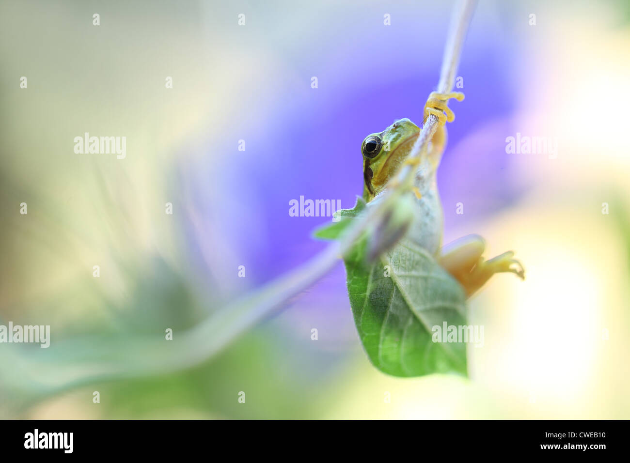 Frog growing up hi-res stock photography and images - Alamy