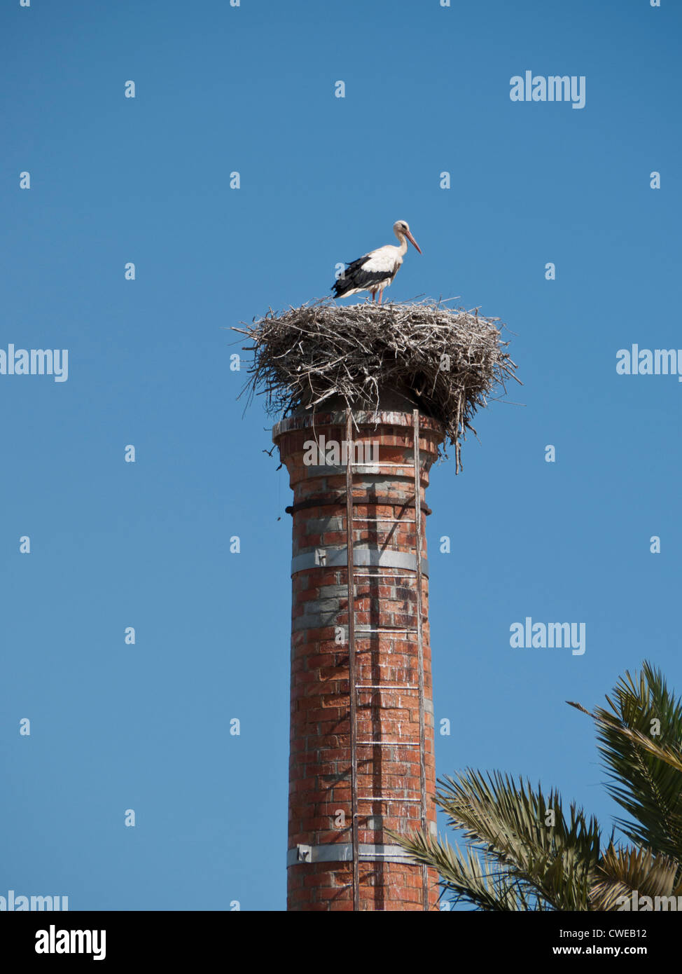 Stork on a nest on top of a chimney stack in Lagos, Portugal Stock ...