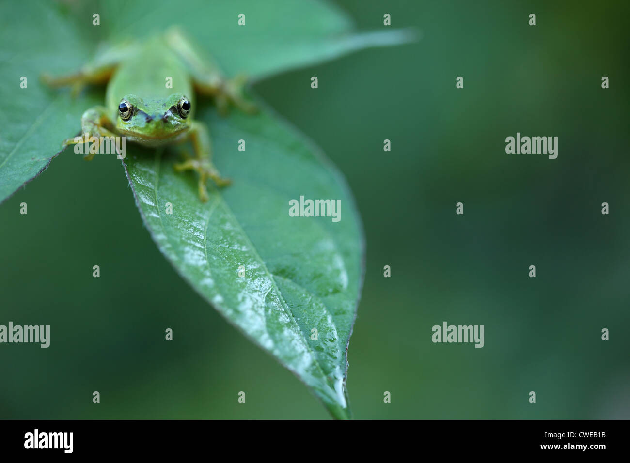 Frog growing up hi-res stock photography and images - Alamy