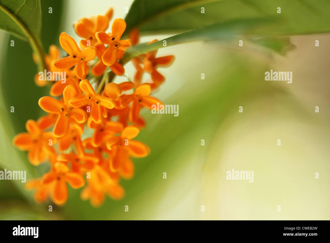 Flower Bunch, Close-Up View Stock Photo - Alamy