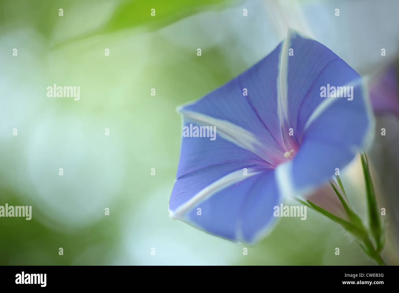 Up close macro image hi-res stock photography and images - Alamy