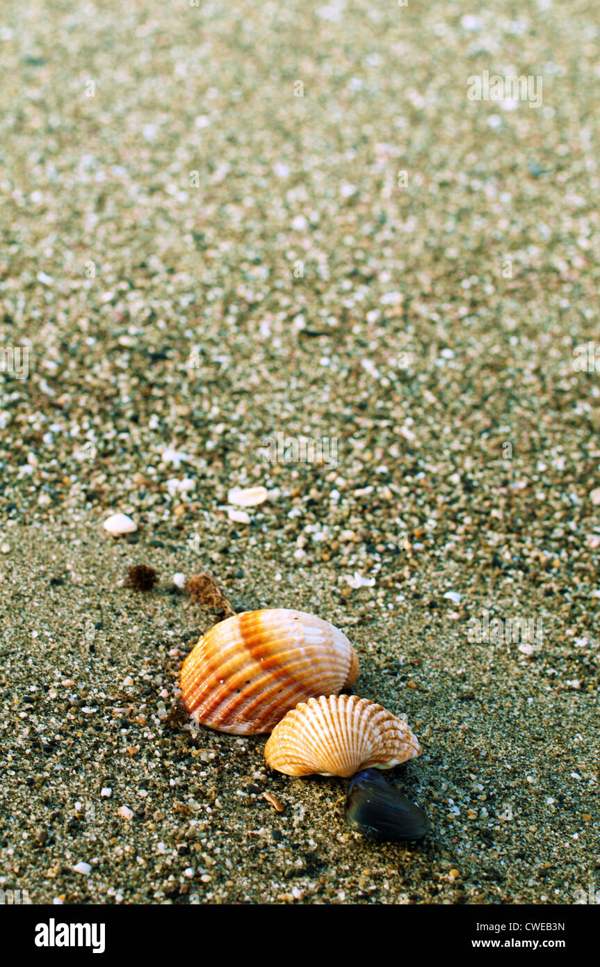 Beach sand and shells close up Stock Photo - Alamy
