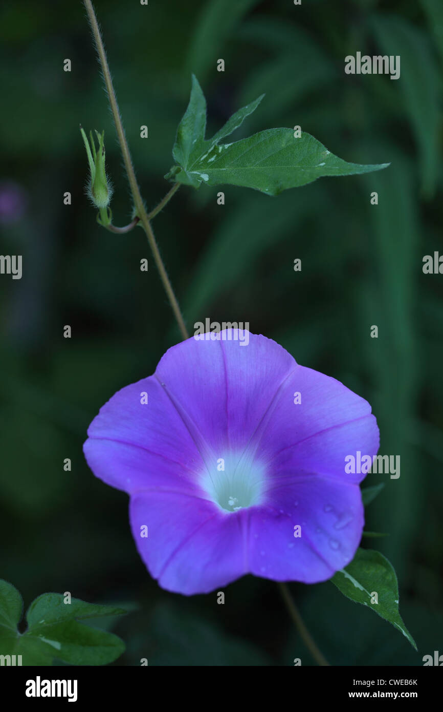 Close Up View Of Blue Flower Stock Photo - Alamy