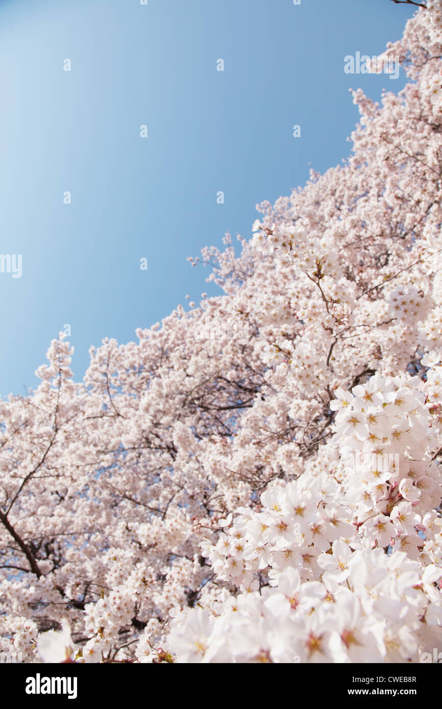 High section flower tree close up hi-res stock photography and images ...