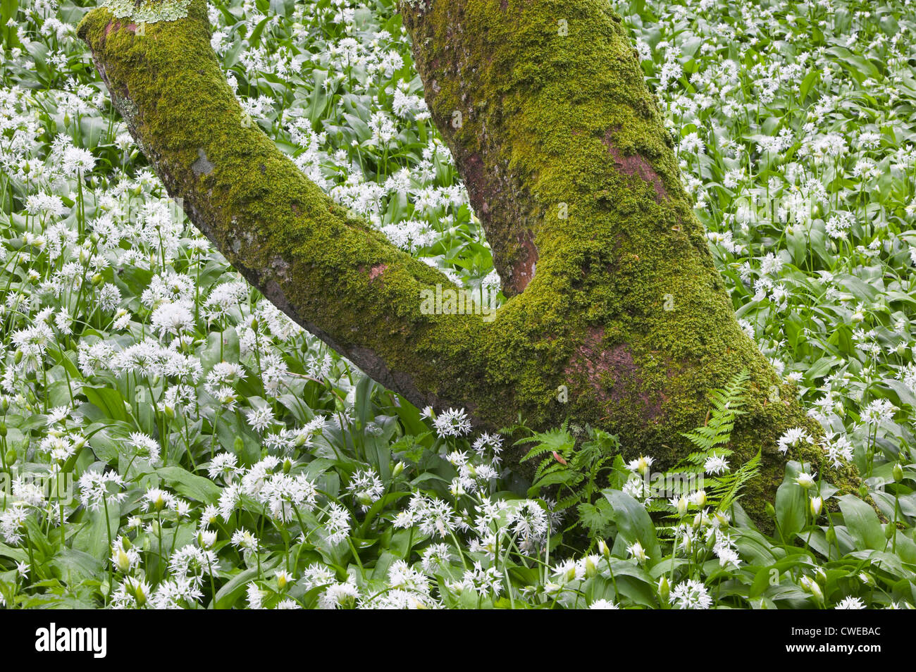 Wild garlic, Allium Ursinum, surrounding a moss covered tree trunk in ...