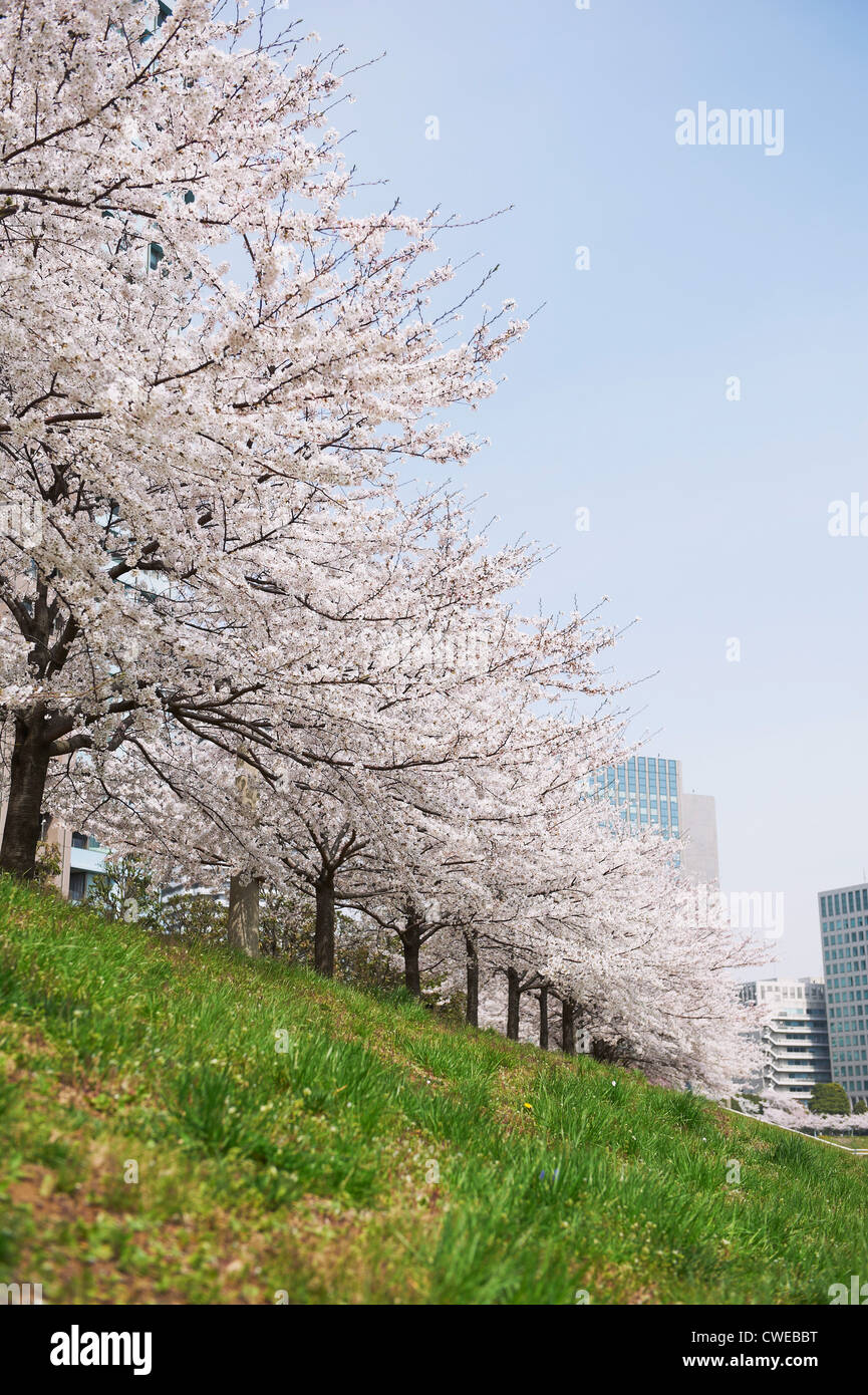 Cherry Trees In Bloom Stock Photo - Alamy
