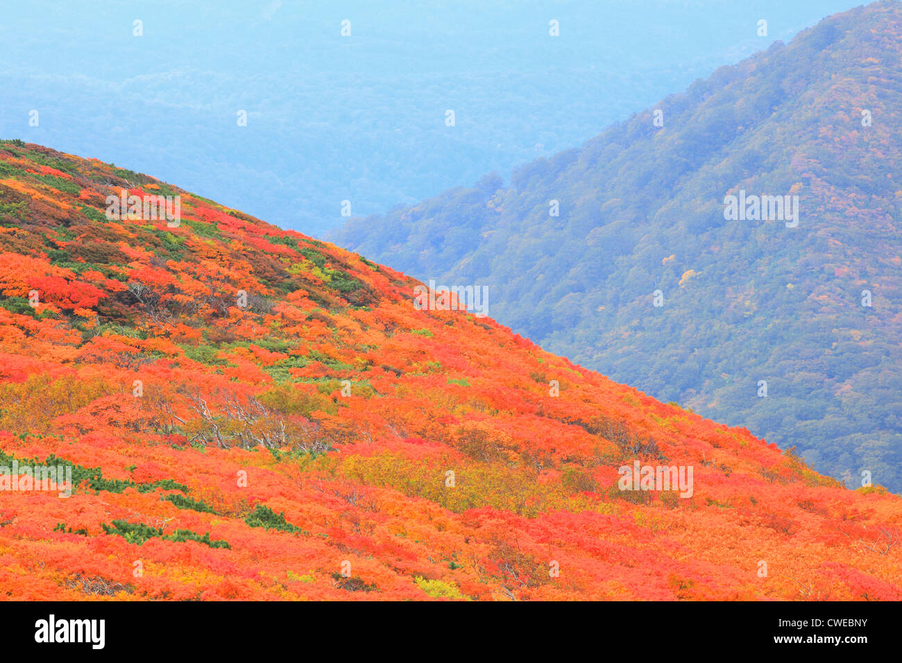Red autumn trees from height hi-res stock photography and images - Alamy