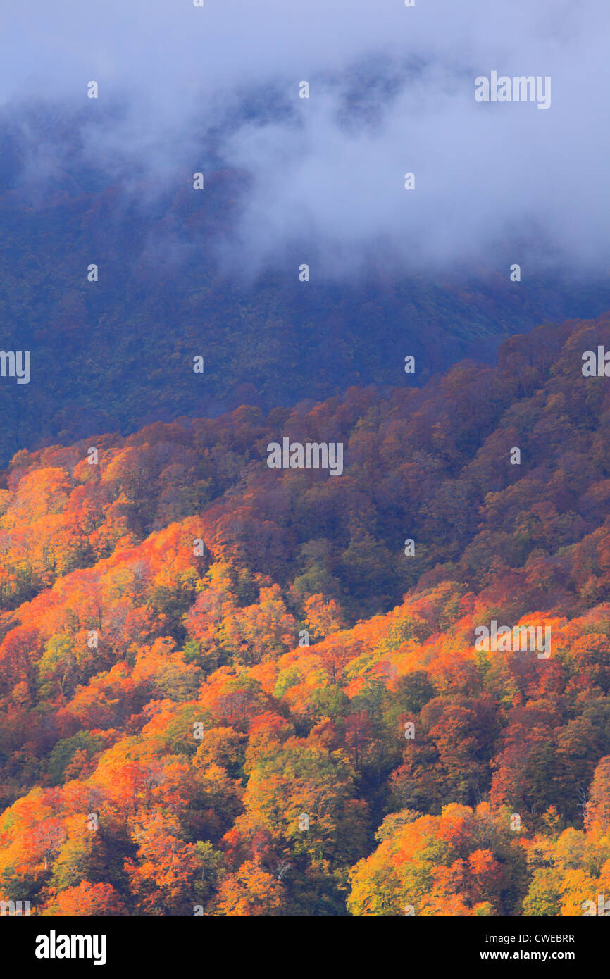 Forest Trees In Fall Colors, Autumn Scene Stock Photo - Alamy