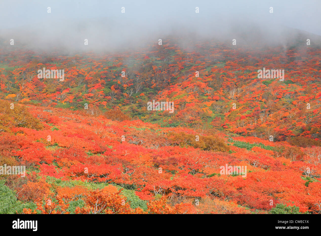 Forest Trees In Red, Autumn Scene Stock Photo - Alamy