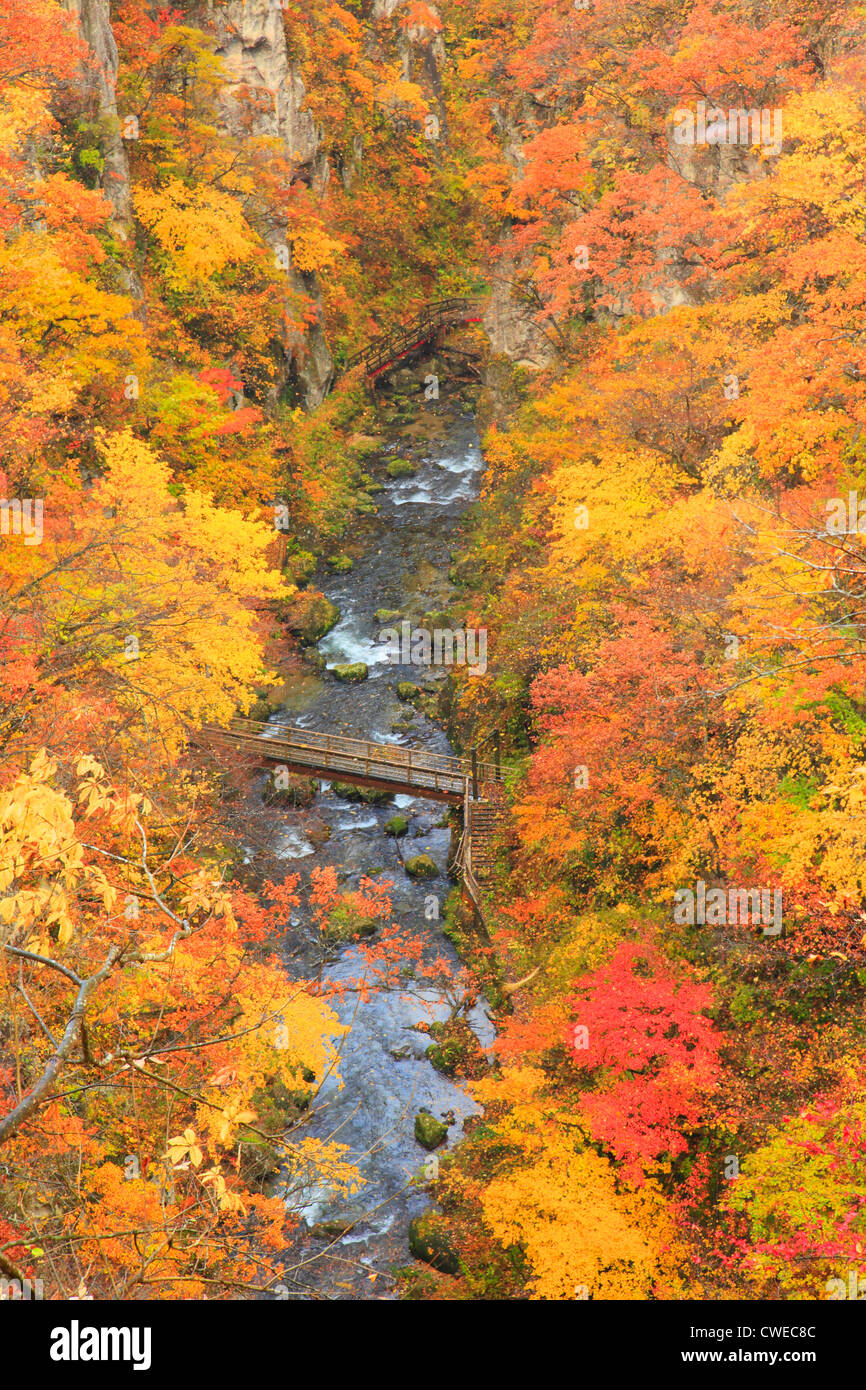 Bridge over cliff in forest hi-res stock photography and images - Alamy