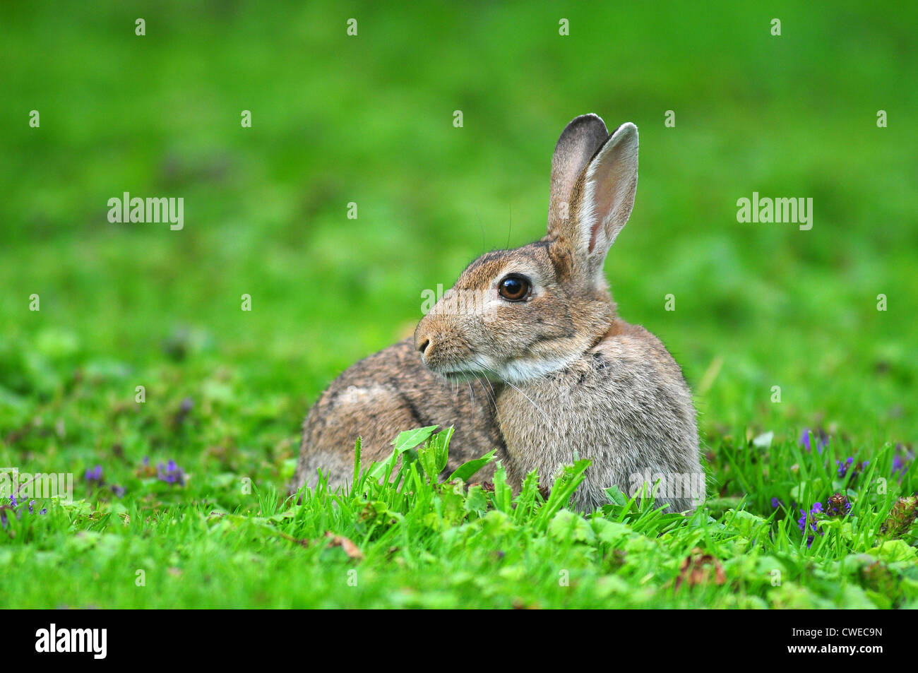 RABBIT Oryctolagus cuniculus Stock Photo - Alamy