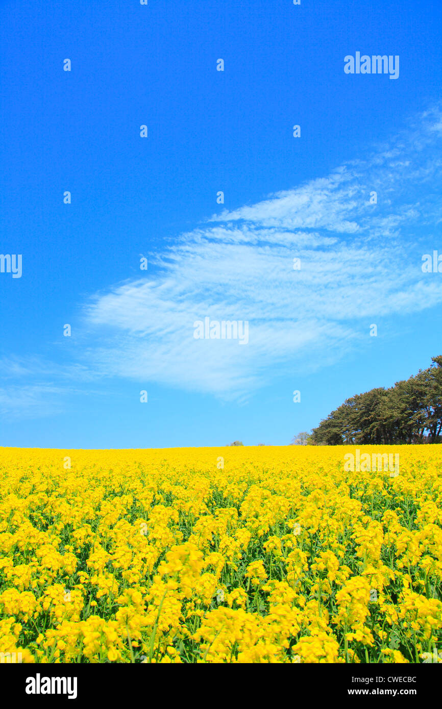 Mustard Field And Blue Sky In Background Stock Photo - Alamy