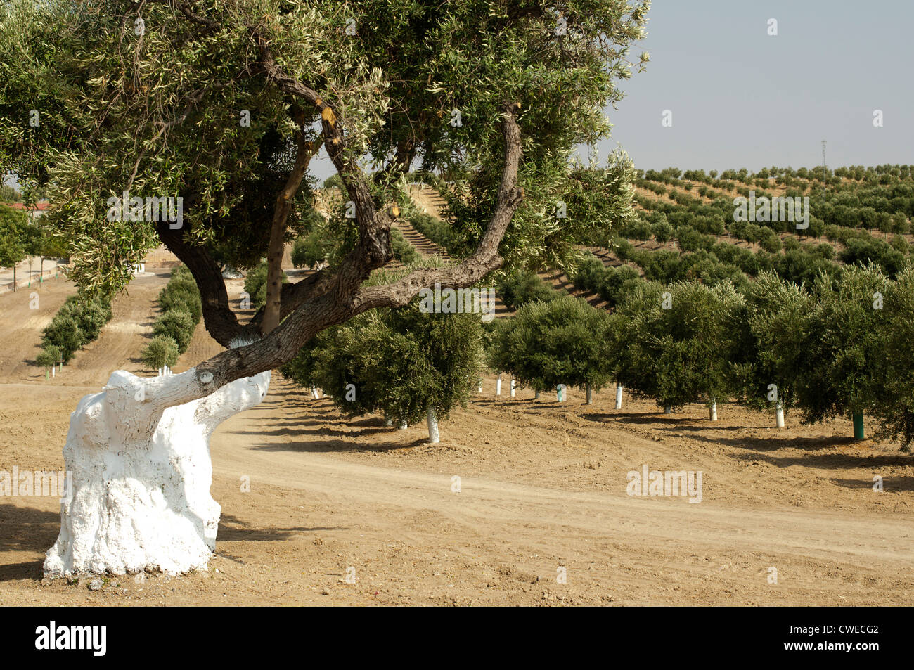 Olive trees in plantation. Rows of trees Stock Photo - Alamy