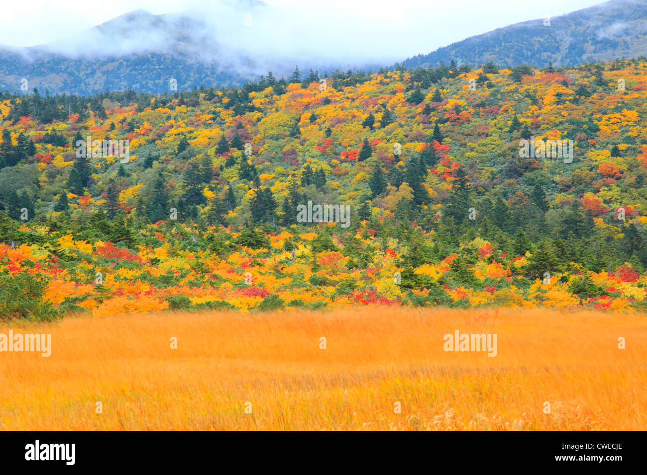 Trees in distant background hi-res stock photography and images - Alamy
