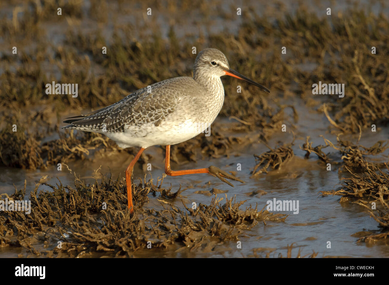 Redshank winter plumage hi-res stock photography and images - Alamy