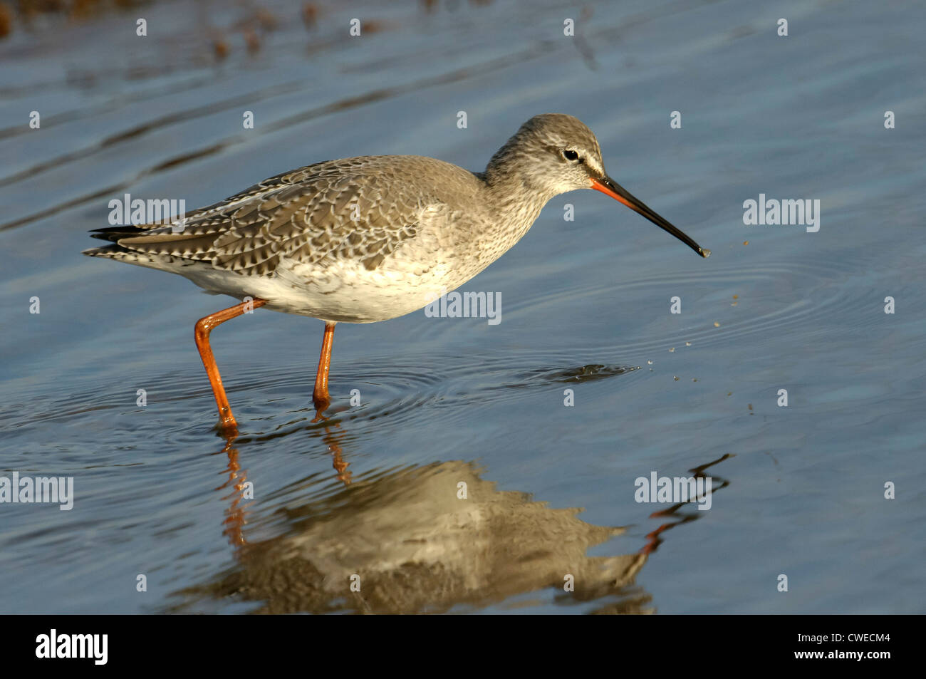 Spotted redshank (Tringa erythropus) adult in winter plumage. Norfolk ...