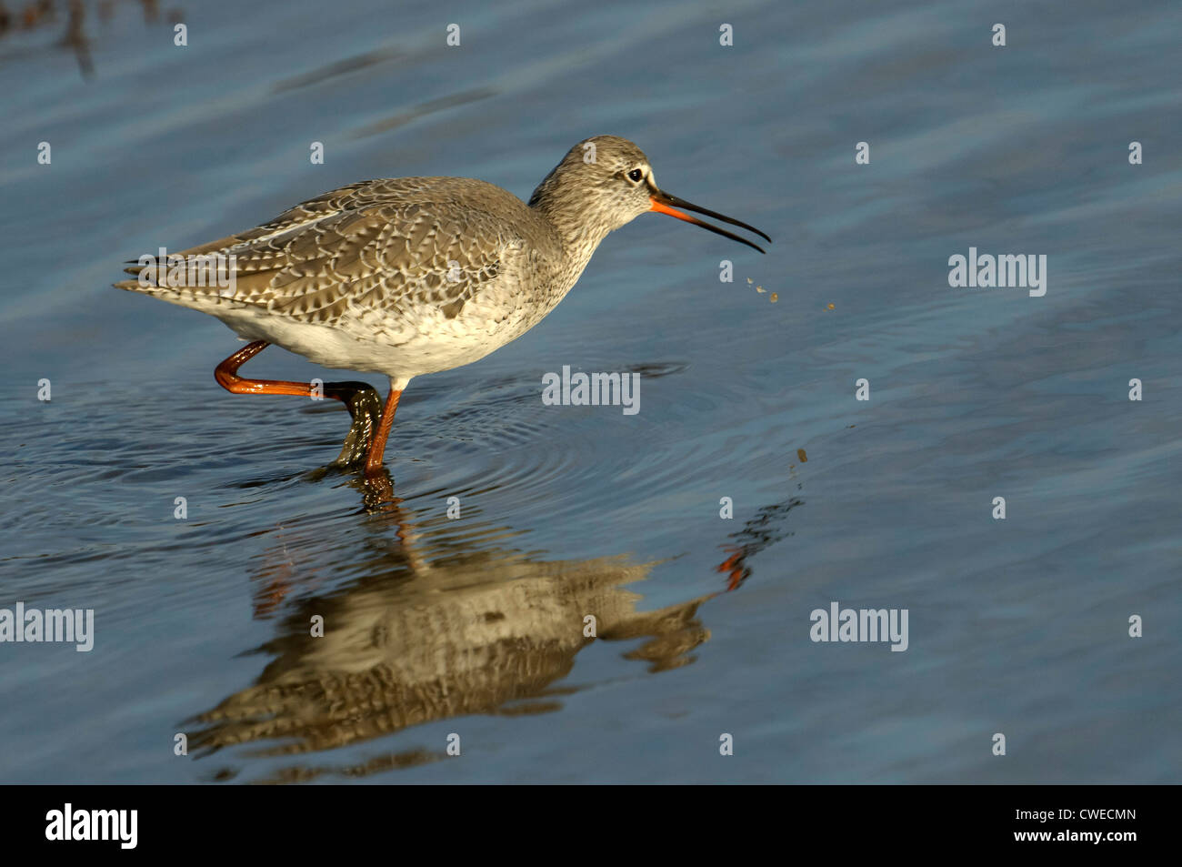 Spotted redshank (Tringa erythropus) adult in winter plumage. Norfolk ...