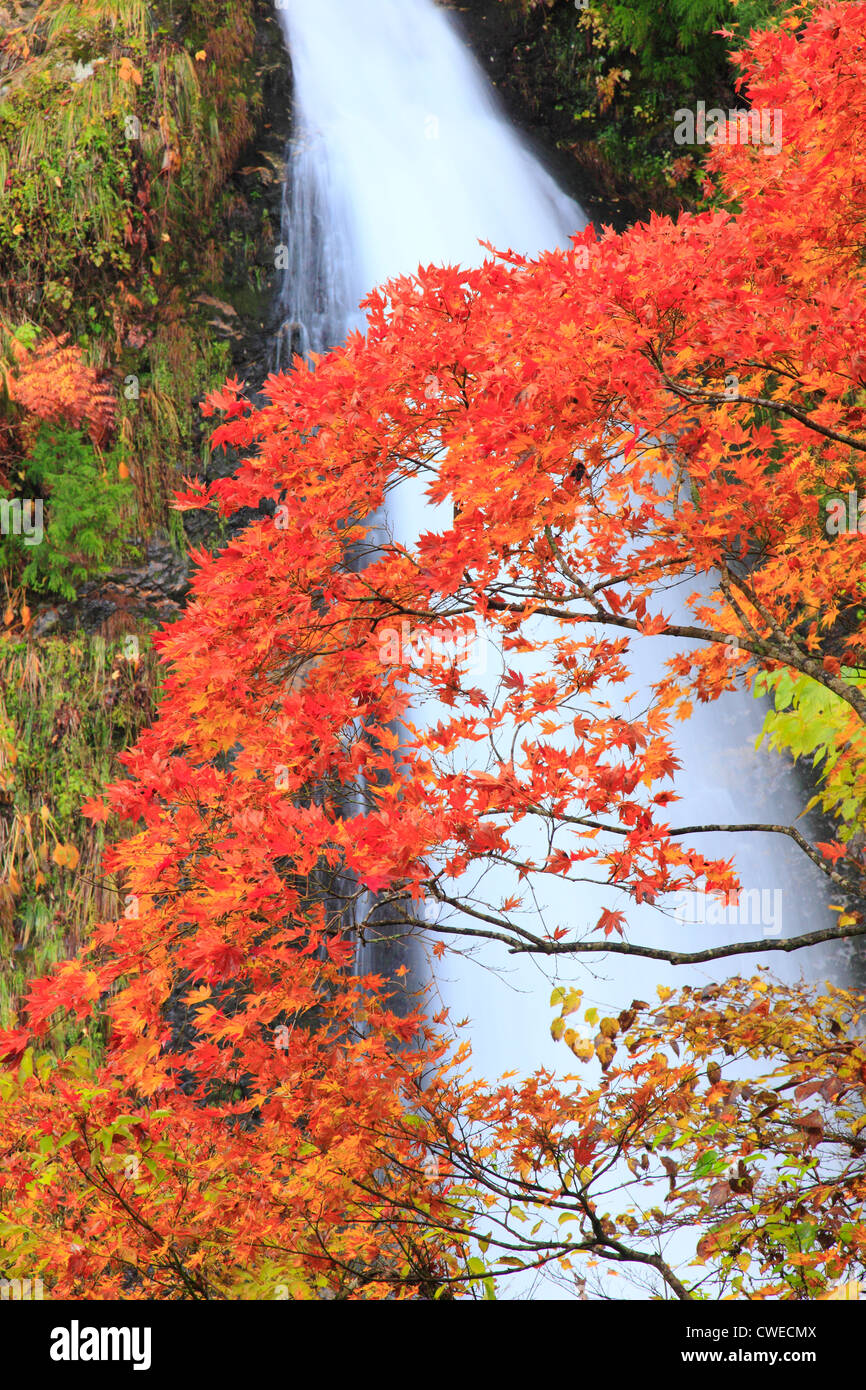 Red Maple Leaves And Waterfall In Background Stock Photo - Alamy
