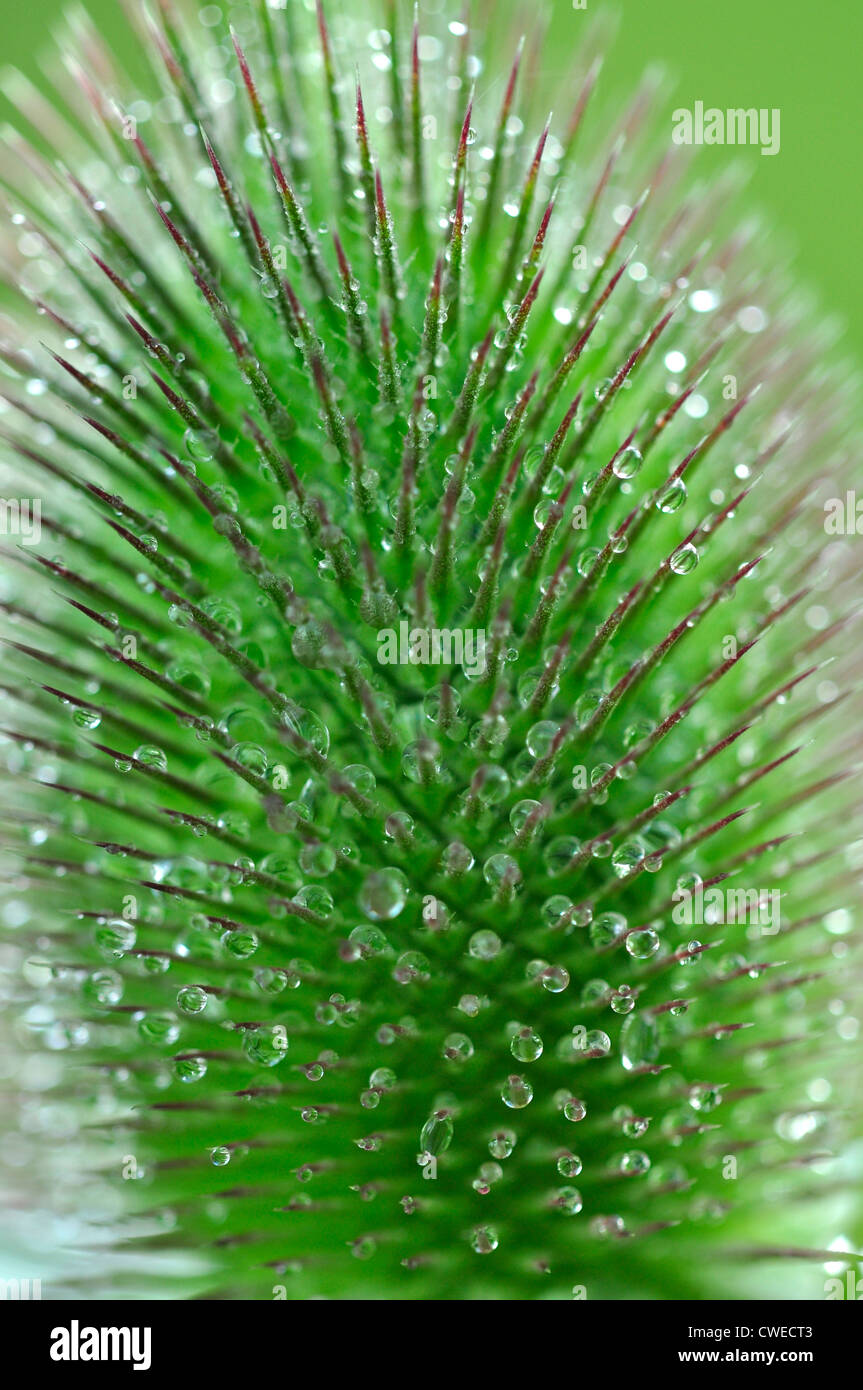 Teasel Flower High Resolution Stock Photography and Images - Alamy