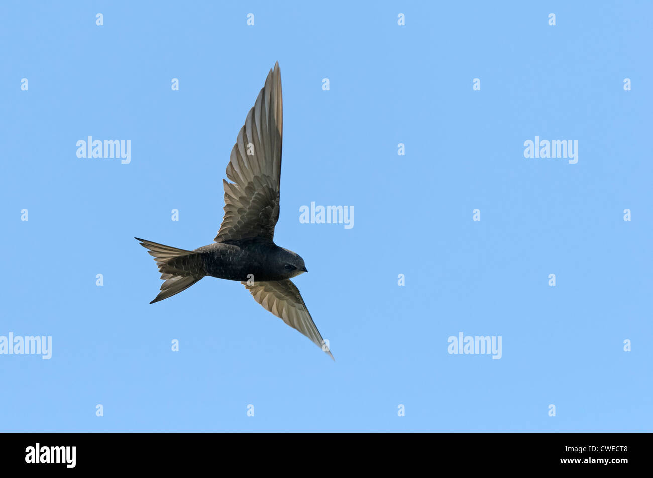 Common swift hi-res stock photography and images - Alamy