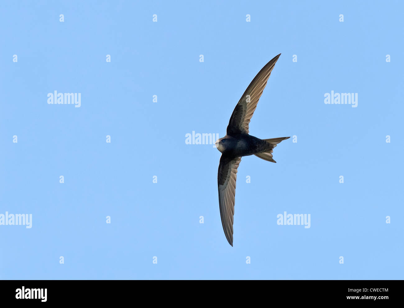 Common swift flying hi-res stock photography and images - Alamy