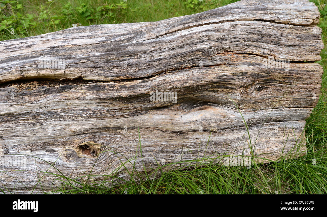 An old pine tree log Stock Photo - Alamy