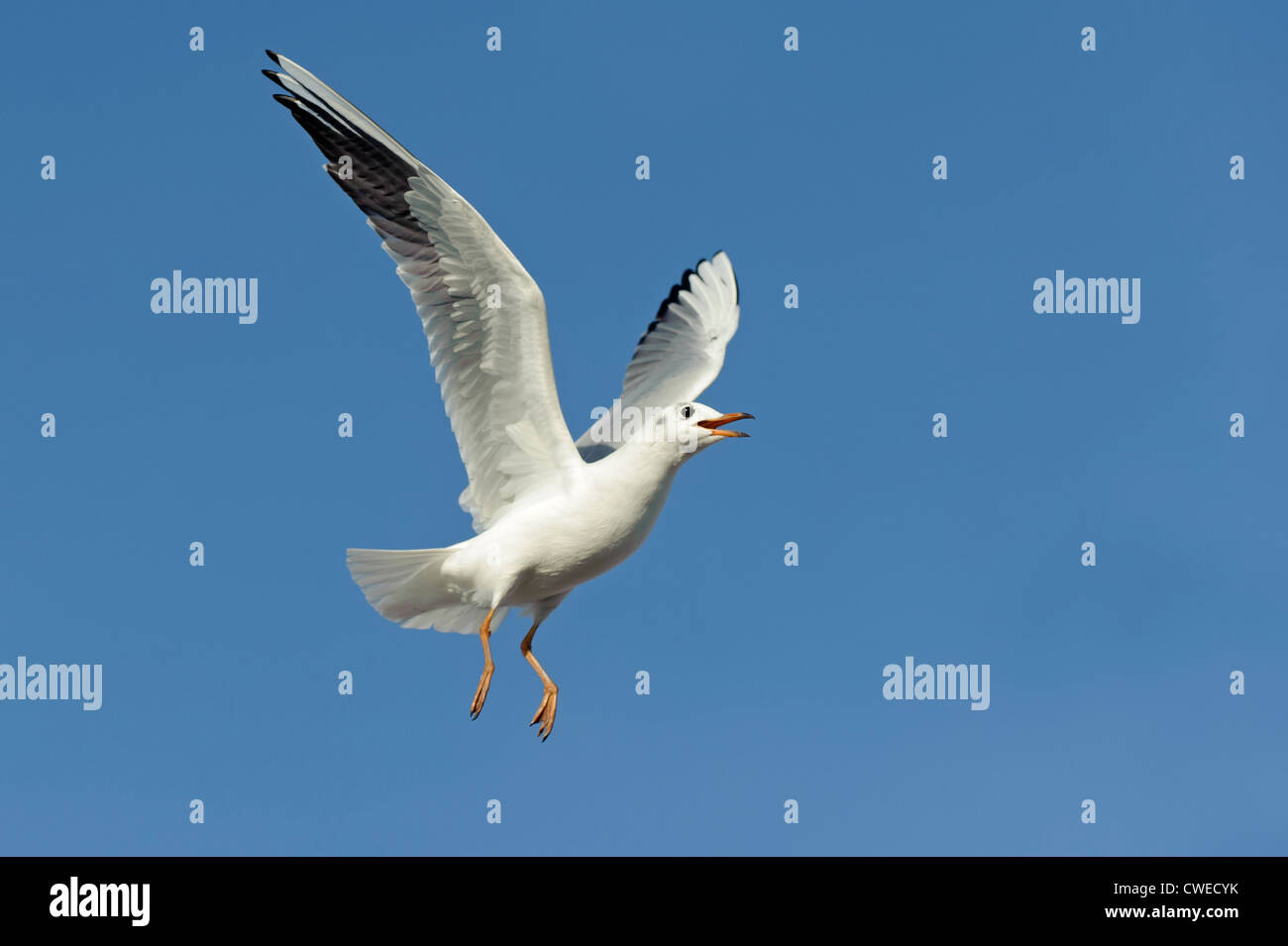 Larus ridibundus winter plumage hi-res stock photography and images - Alamy