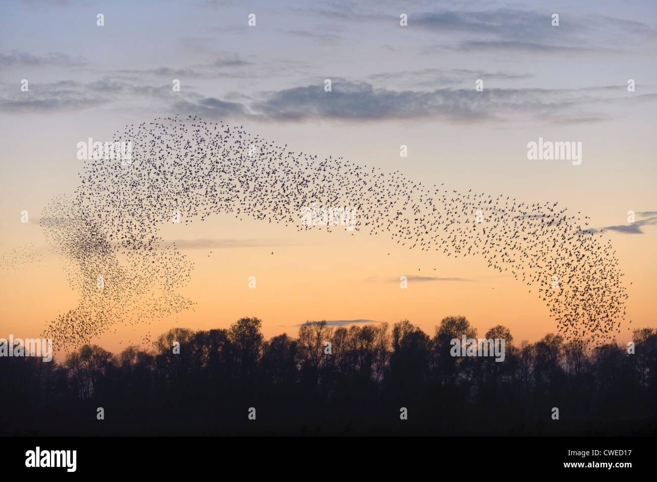 Flock of common starlings (Sturnus vulgaris) assembling for roost at ...