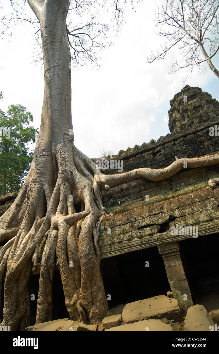 Vertical close up of the roots of a Spung tree growing through the ...